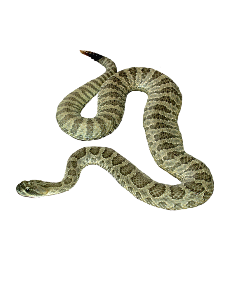 Snake Clipart PNG Transparent Background 800x1000px - Filesize ...