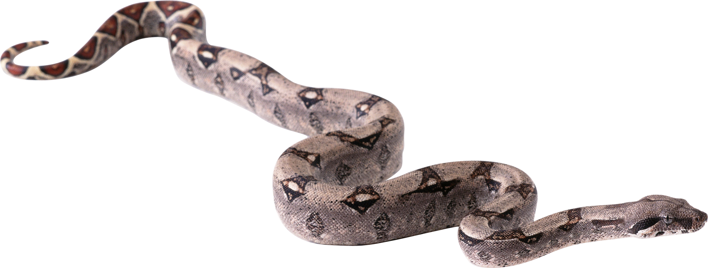 Snake Free Cut Out PNG Transparent Background 2403x911px - Filesize ...