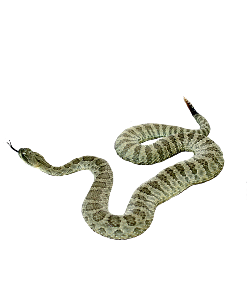 Snake Icon PNG Transparent Background 800x1000px - Filesize: 302706kb ...