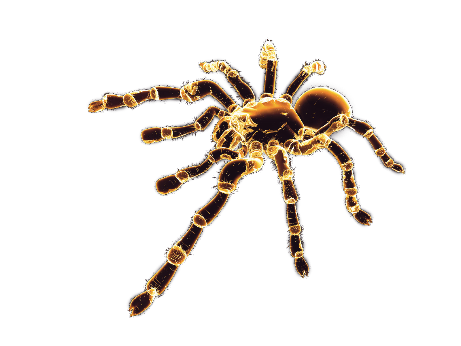 Spider Clipart Photo PNG Transparent Background 1600x1200px - Filesize ...