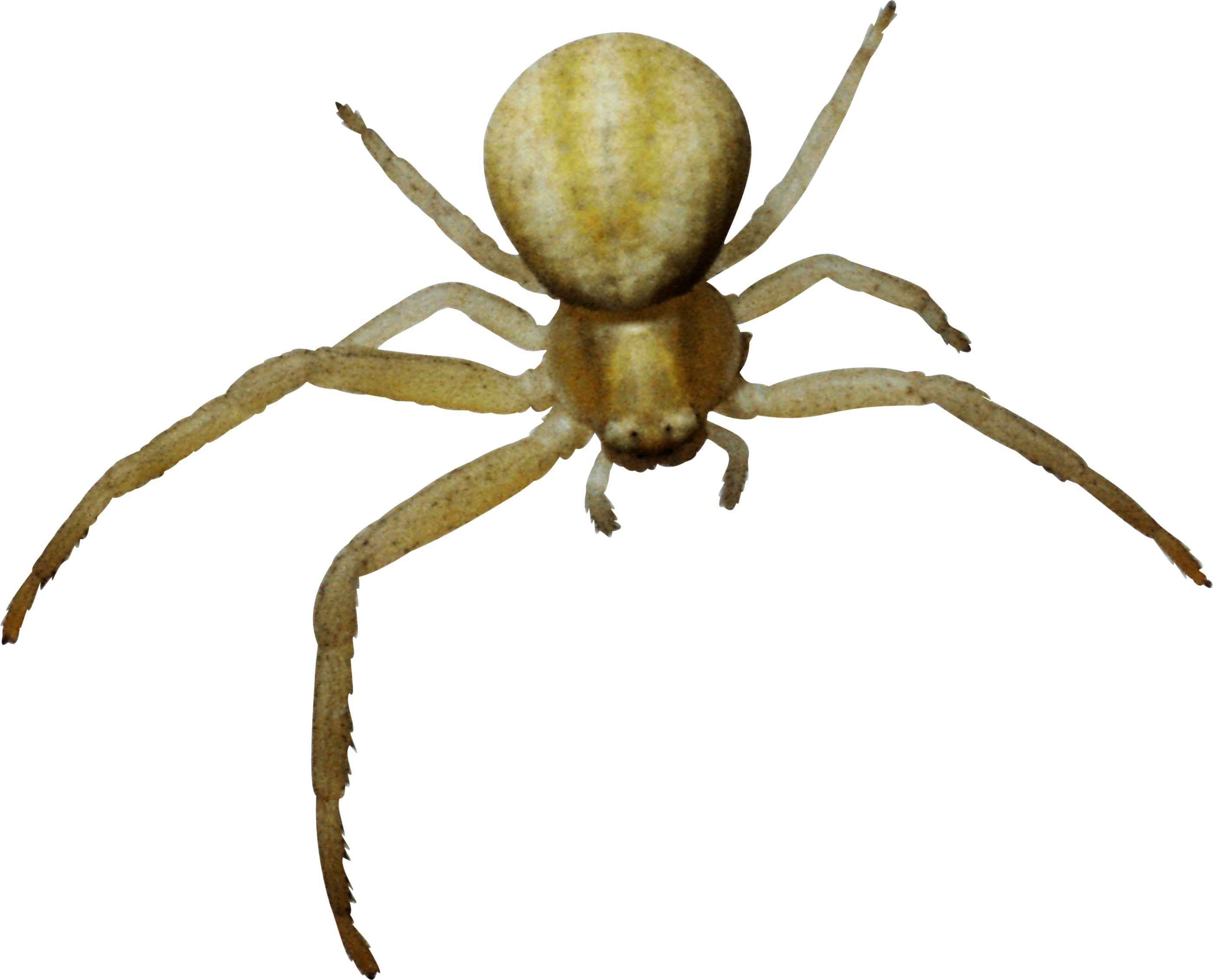 Beige Spider Picture PNG Transparent Background 2800x2262px - Filesize ...