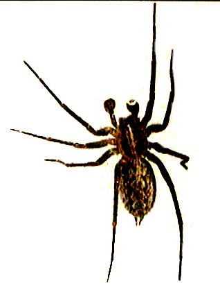 Spider Clipart File PNG Transparent Background 318x418px - Filesize ...