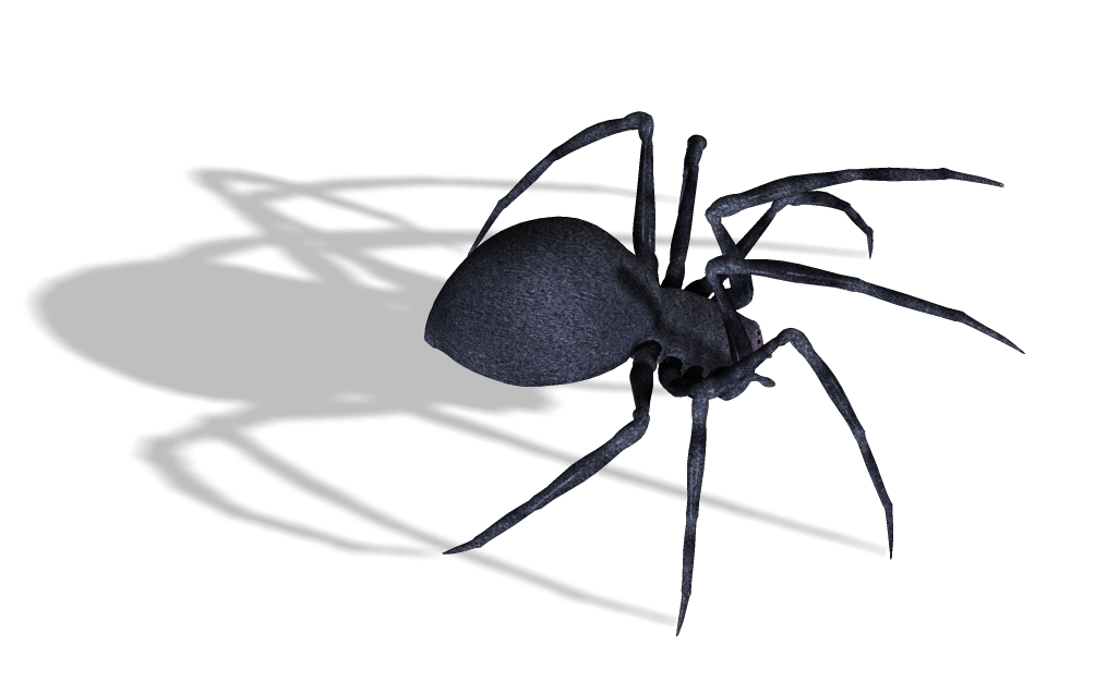 Spider, Shadow, Walking PNG Transparent Background 1026x626px ...