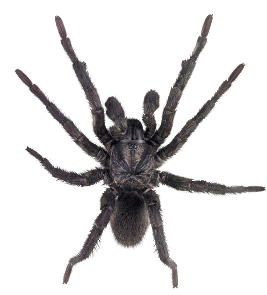 Black Spider PNG Transparent Background 526x581px - Filesize: 184212kb ...