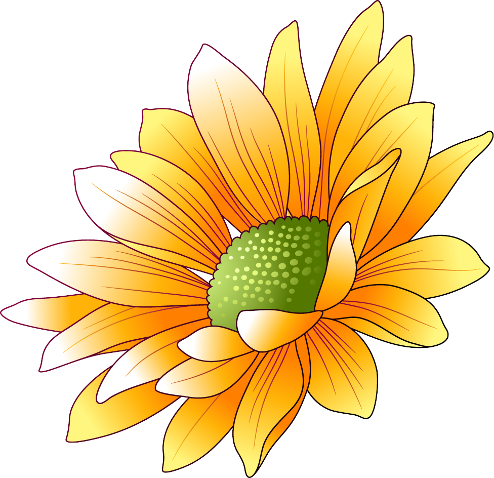 Sunflowers Image PNG Transparent Background 976x944px - Filesize ...