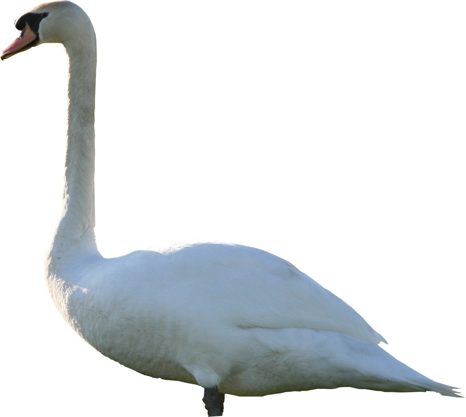 Simple Swan PNG Transparent Background 1566x1401px - Filesize: 886374kb ...