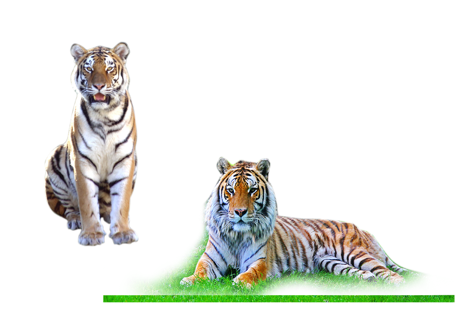 Tiger Stickers PNG Transparent Background 1600x1067px - Filesize ...