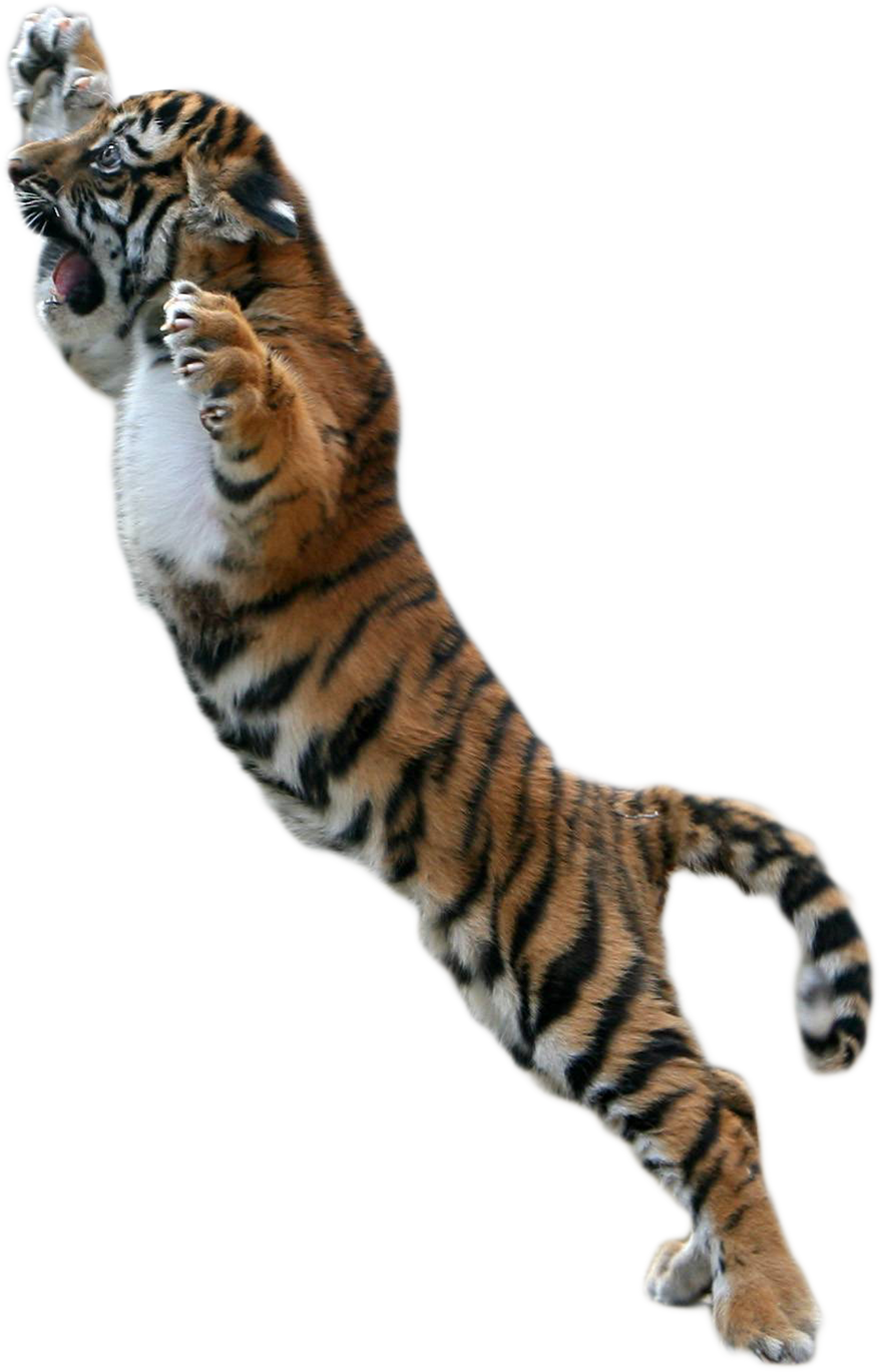 Tiger Attacking Clipart PNG Transparent Background 878x1369px ...