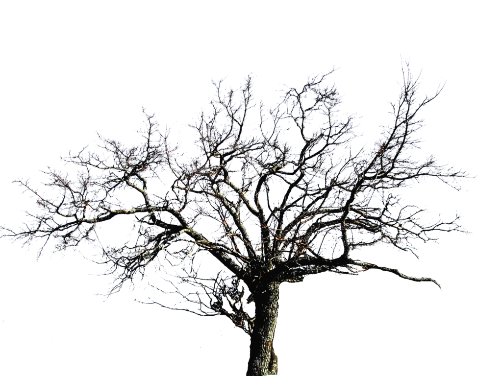 Leafless Tree Images PNG Transparent Background 1024x768px - Filesize ...