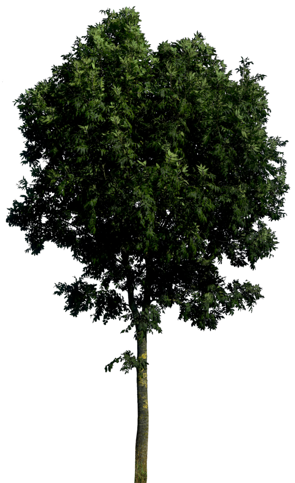Tree Hd PNG Transparent Background 600x984px - Filesize: 659323kb ...