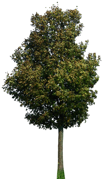 Tree Plan PNG Transparent Background 400x698px - Filesize: 400595kb ...