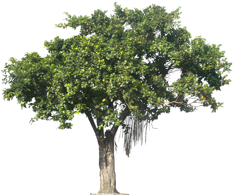 Tree Textures PNG Transparent Background 953x799px - Filesize: 979320kb ...