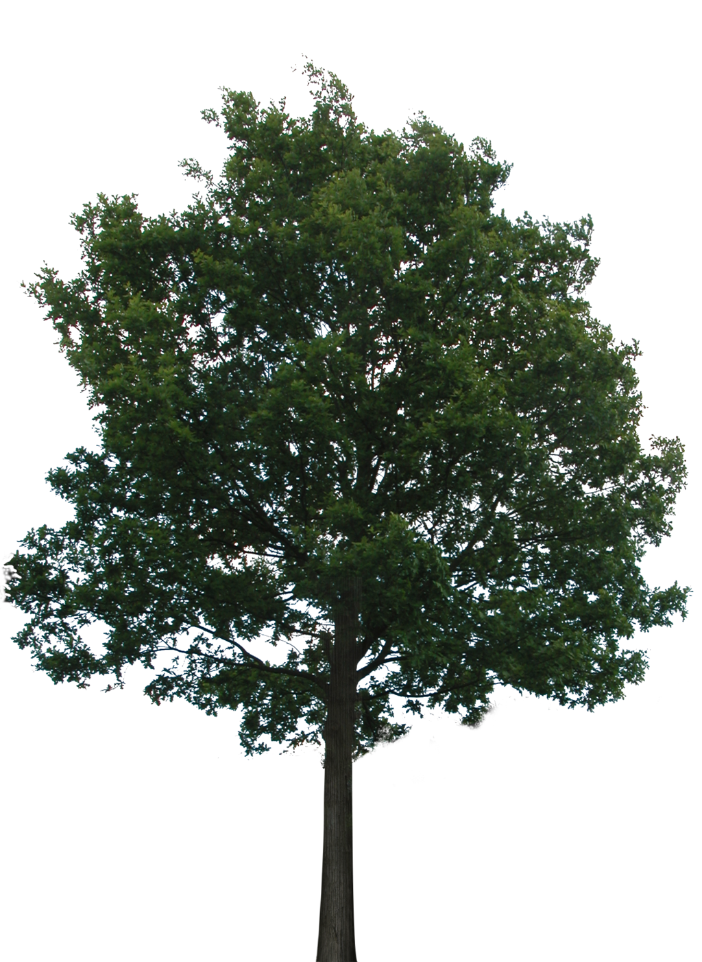 Tree With Transparency PNG Transparent Background 1024x1402px ...