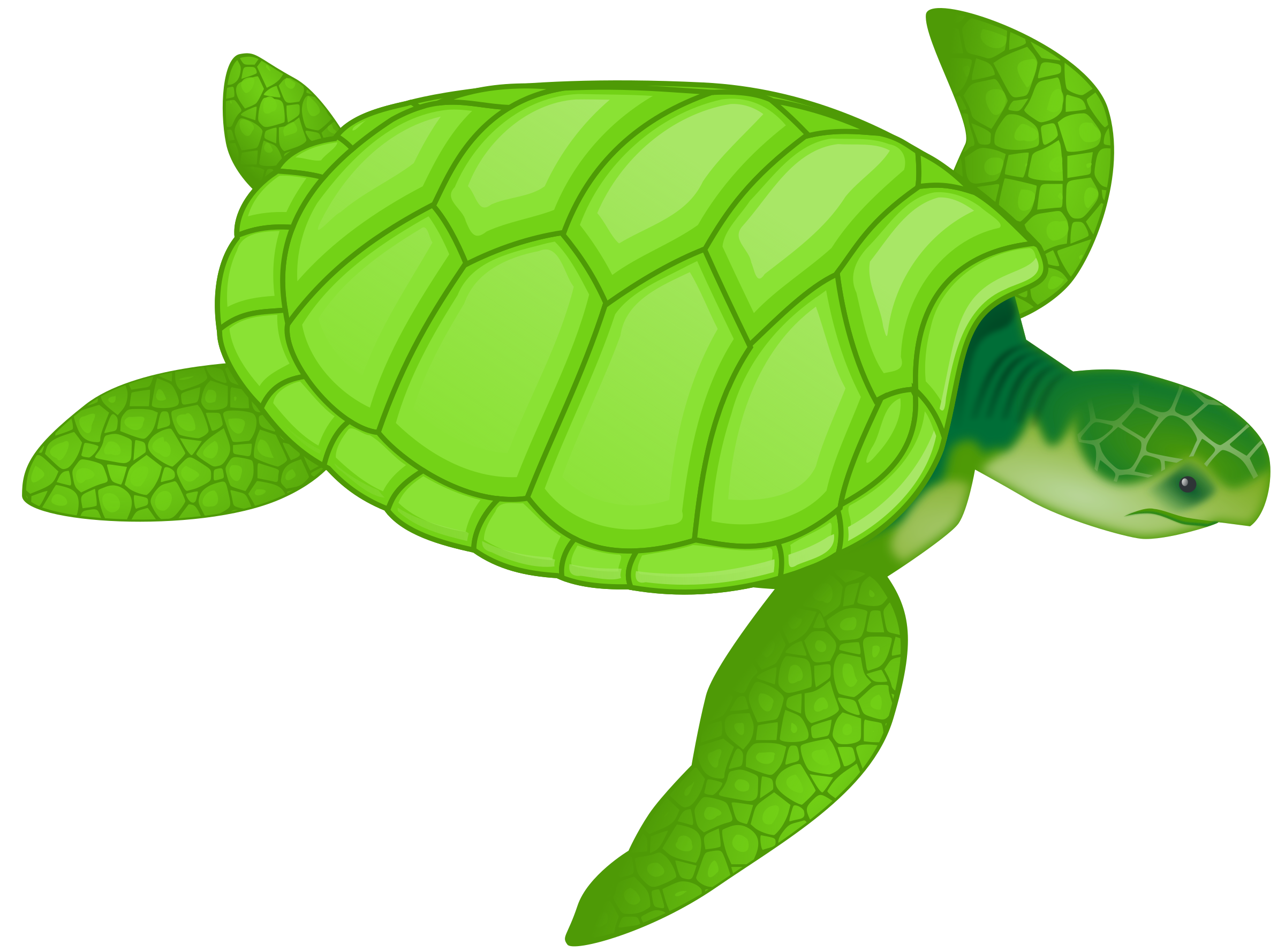 Turtle Cut Out Clipart PNG Transparent Background 2400x1778px ...