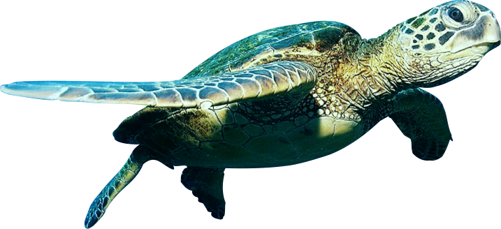 Turtle Clipart 10 PNG Transparent Background 717x328px - Filesize ...