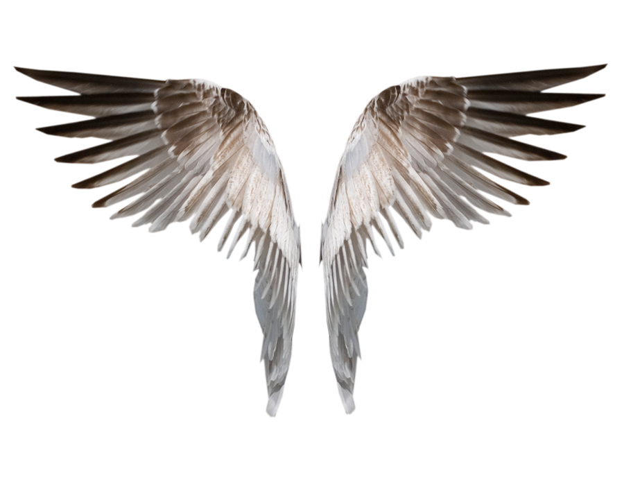 Wings Icon PNG Transparent Background 900x695px - Filesize: 377529kb ...