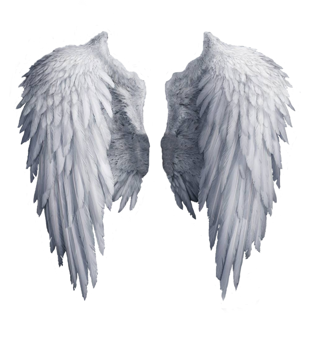 Wings PNG Vector Images with Transparent background - TransparentPNG