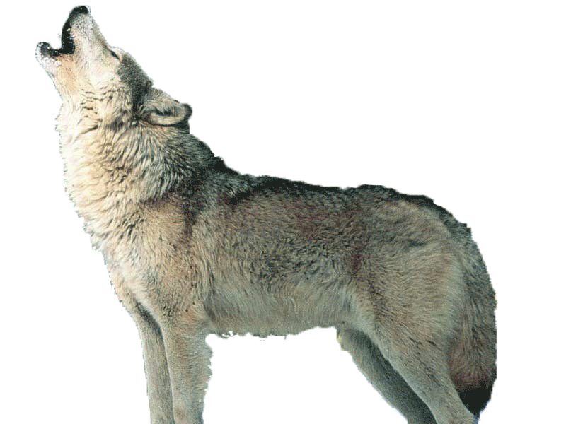 Wolf Icon Clipart PNG Transparent Background 800x600px - Filesize ...