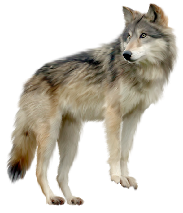 Wolf Free Download PNG Transparent Background 591x687px - Filesize ...