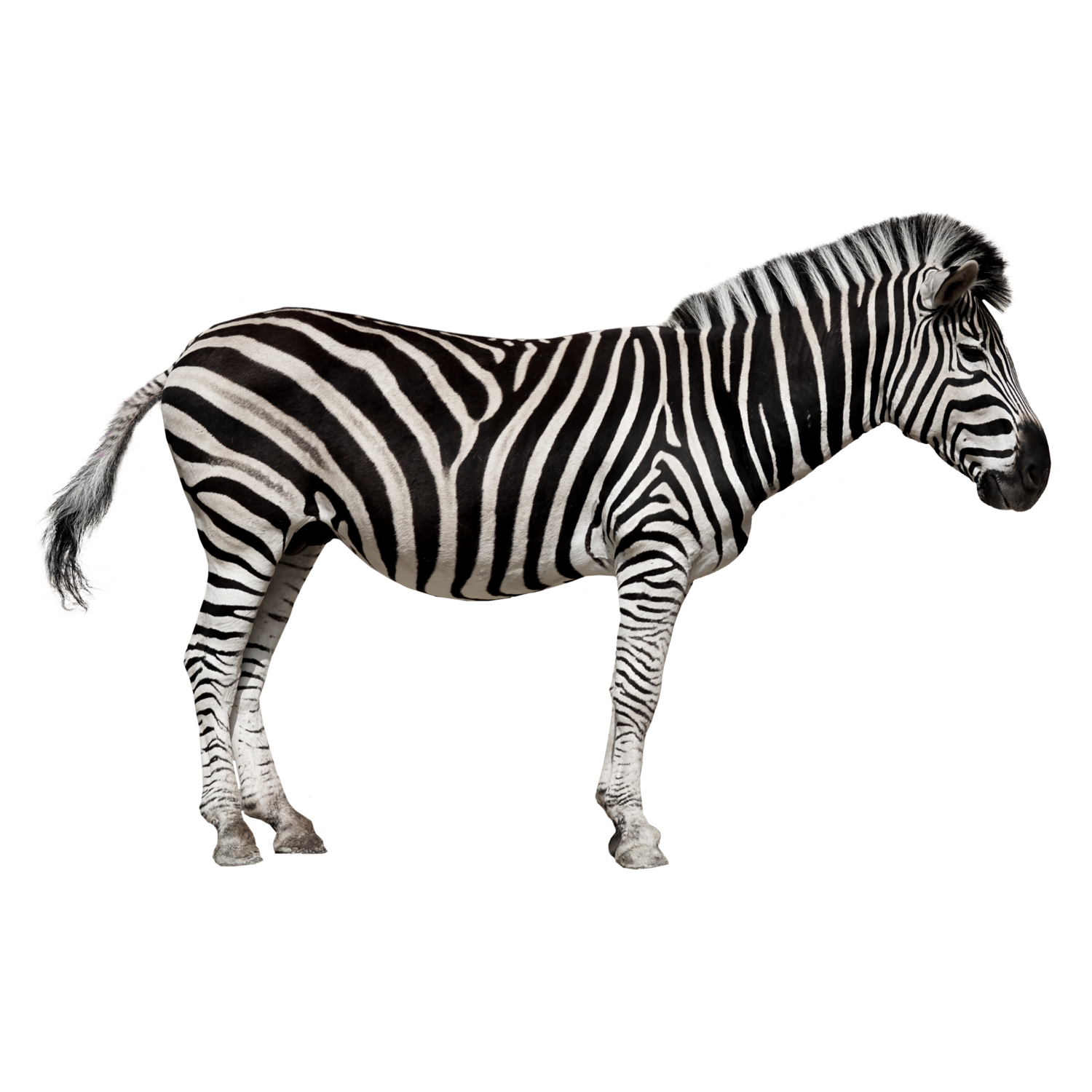 Zebra Cut Out PNG Transparent Background 1500x1500px - Filesize ...